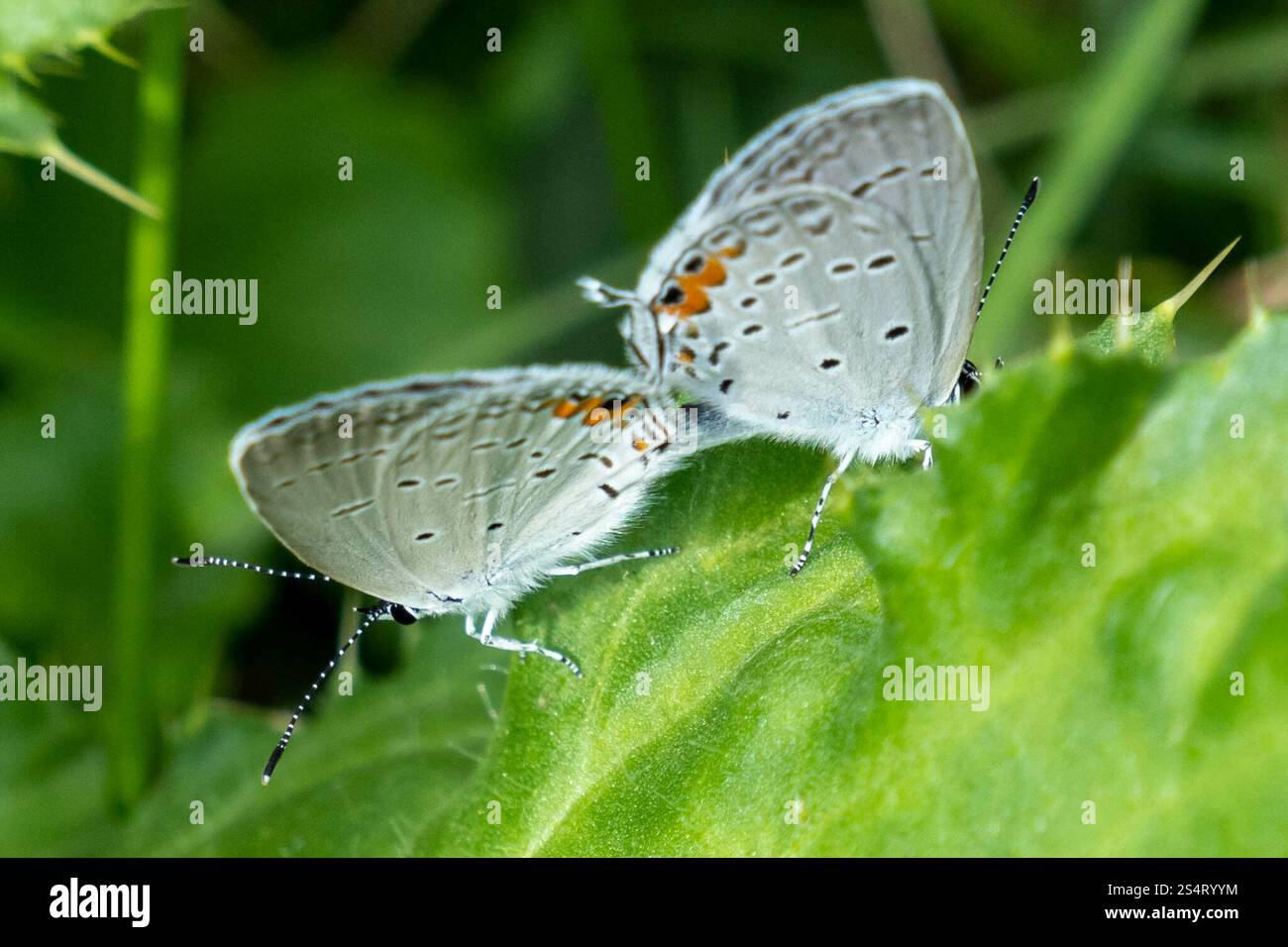 Eastern Tailed-Blue (Cupido comyntas Stock Photo - Alamy