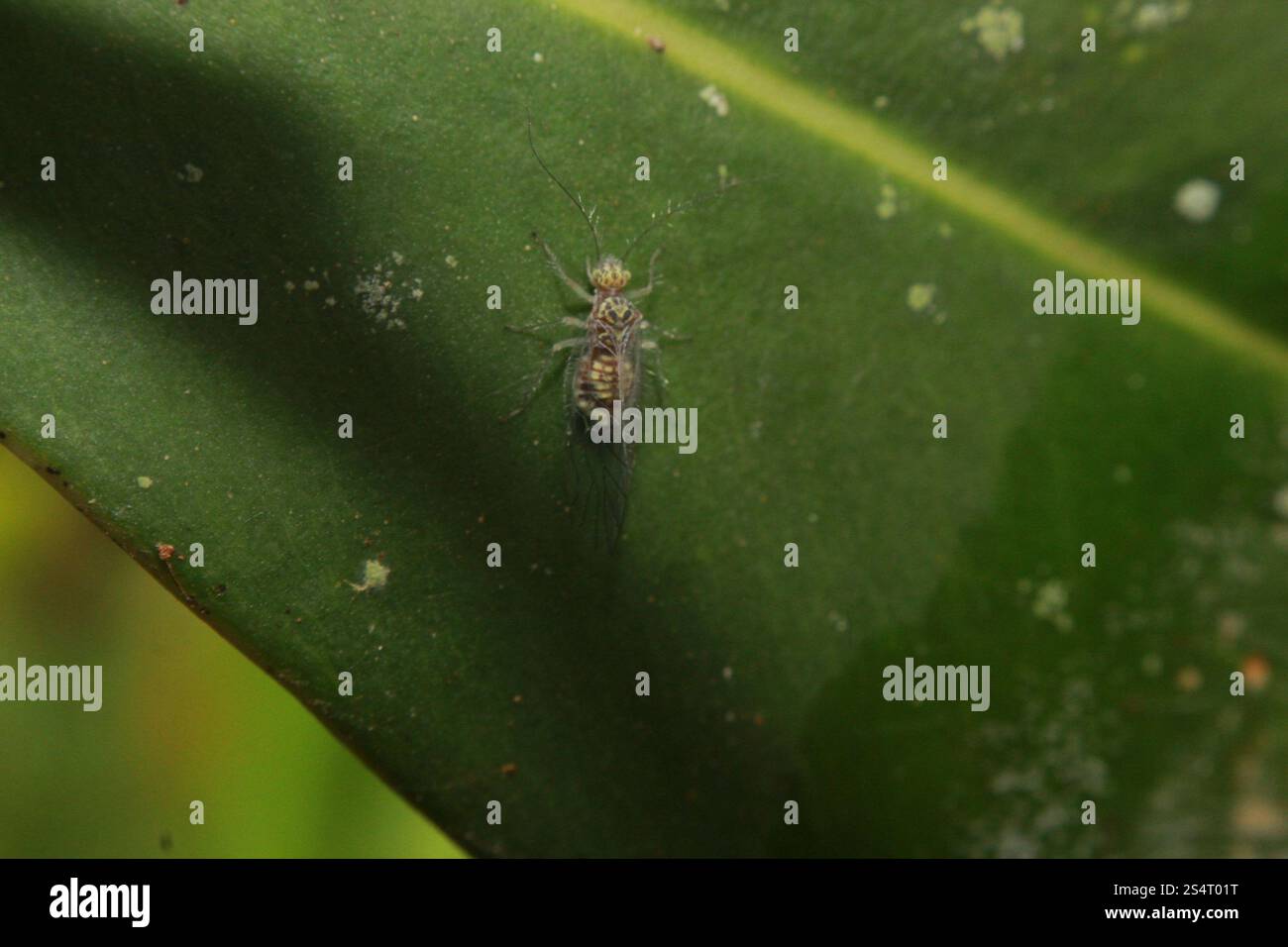 Barklice, Booklice, and Parasitic Lice (Psocodea Stock Photo - Alamy