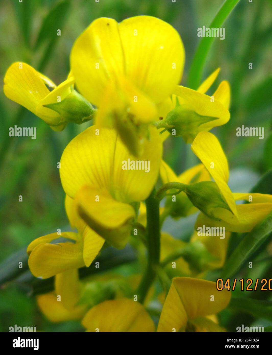Round Pod Rattle Bush (Crotalaria globifera Stock Photo - Alamy