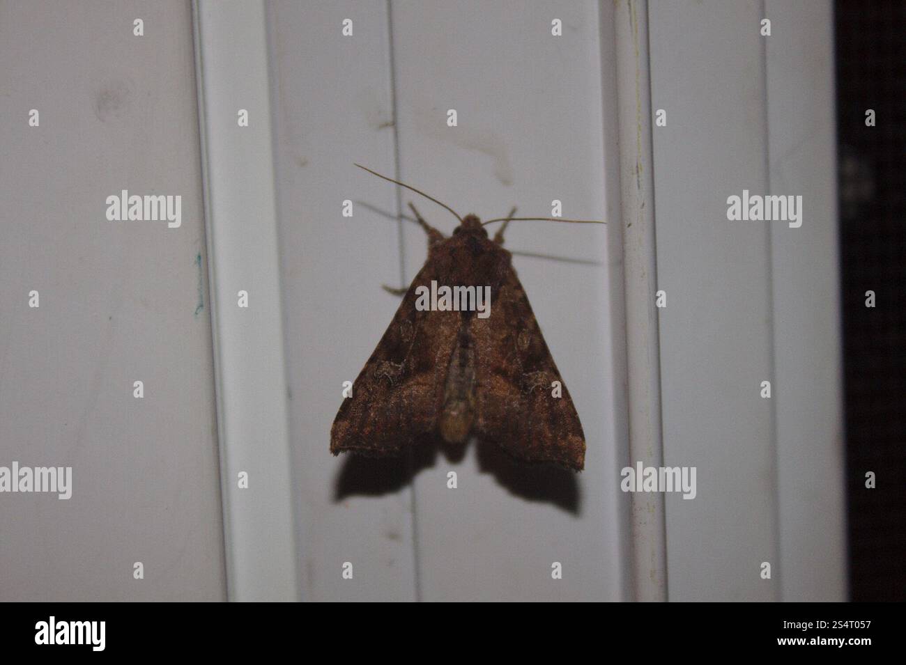 Veiled Ear Moth (Loscopia velata Stock Photo - Alamy