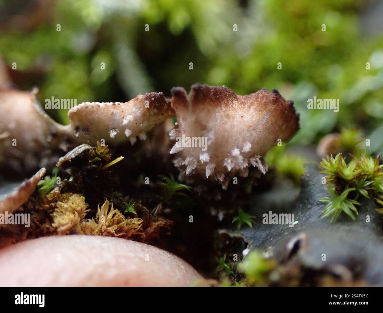 Blacksaddle pelt lichen (Peltigera neckeri Stock Photo - Alamy