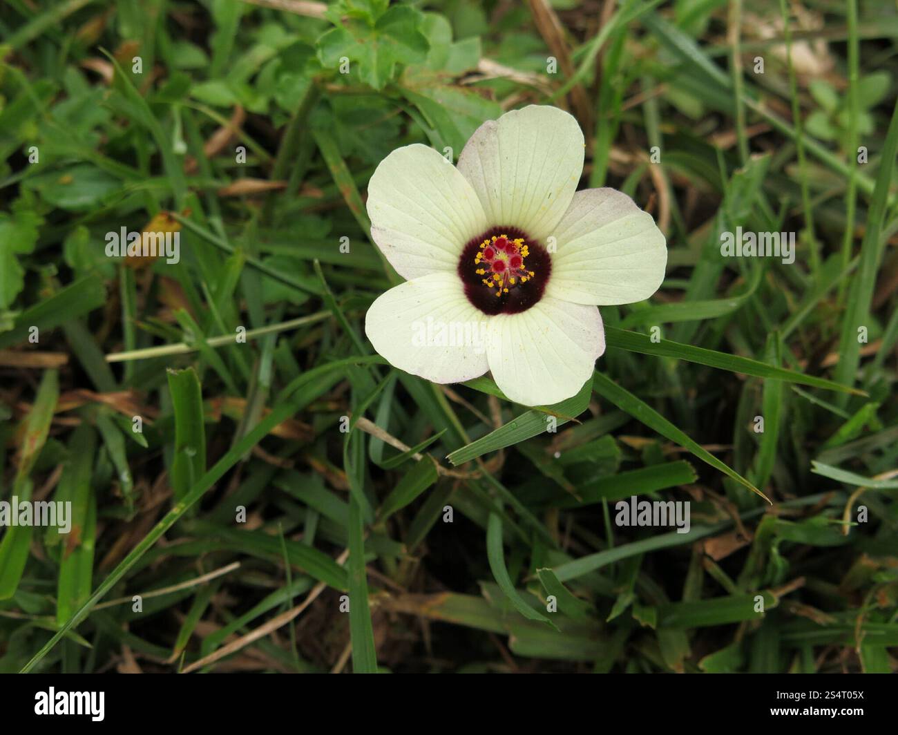 flower-of-an-hour (Hibiscus trionum Stock Photo - Alamy