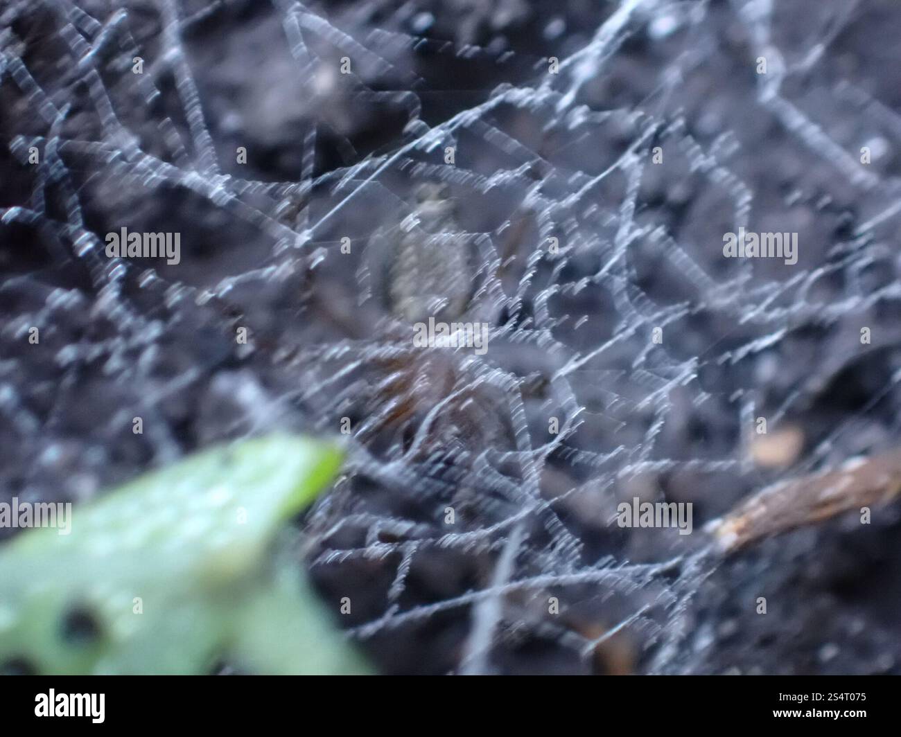 South American Toothed Hacklemesh Weaver (Metaltella simoni Stock Photo ...