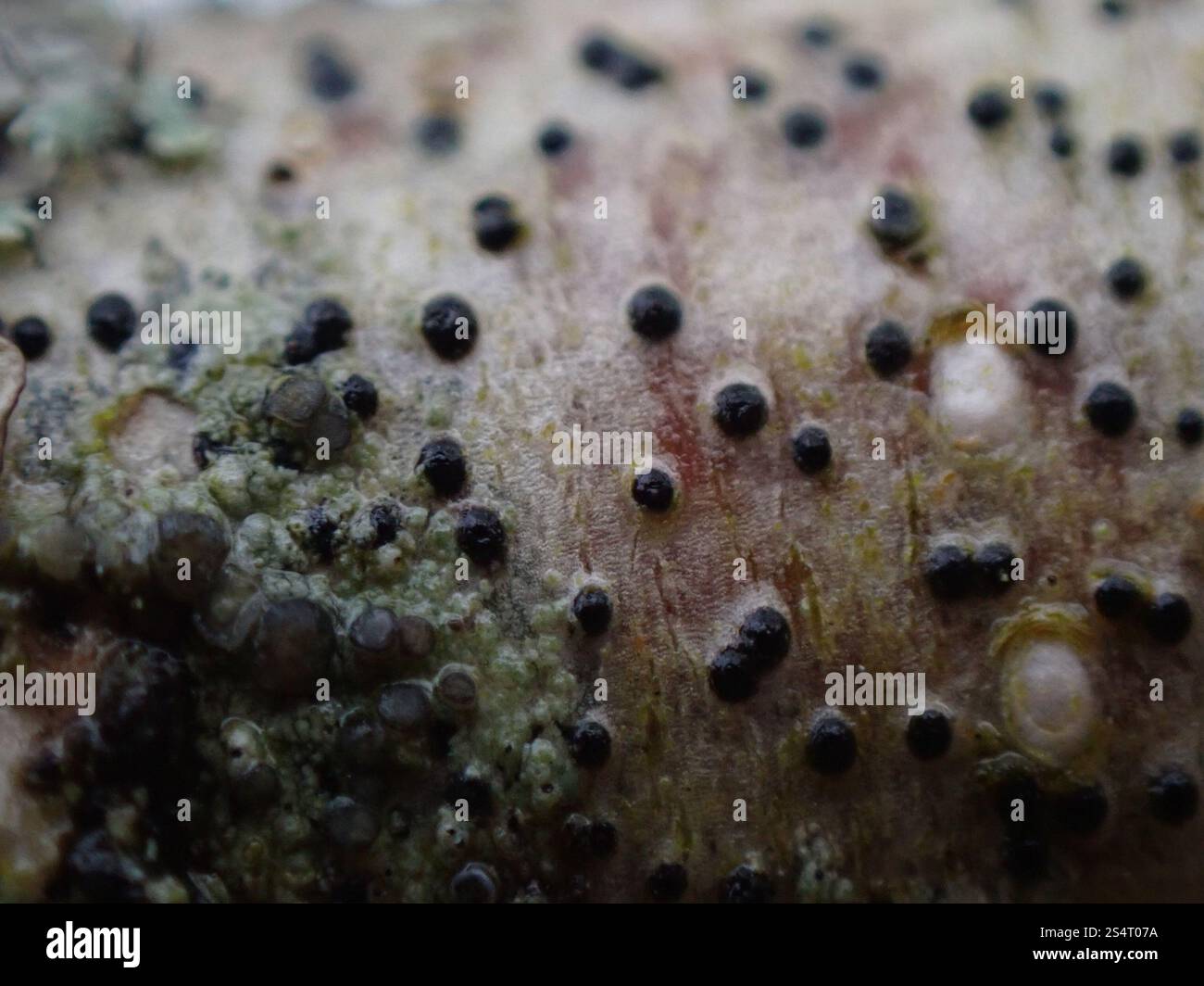Multicolored Dot Lichen (Cliostomum griffithii Stock Photo - Alamy