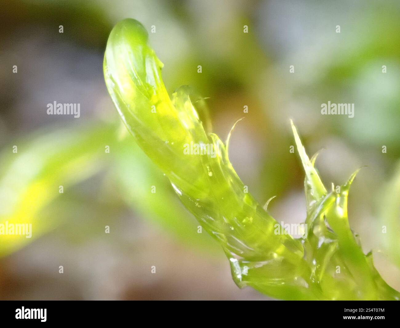 Floating Hook Moss (Warnstorfia fluitans Stock Photo - Alamy