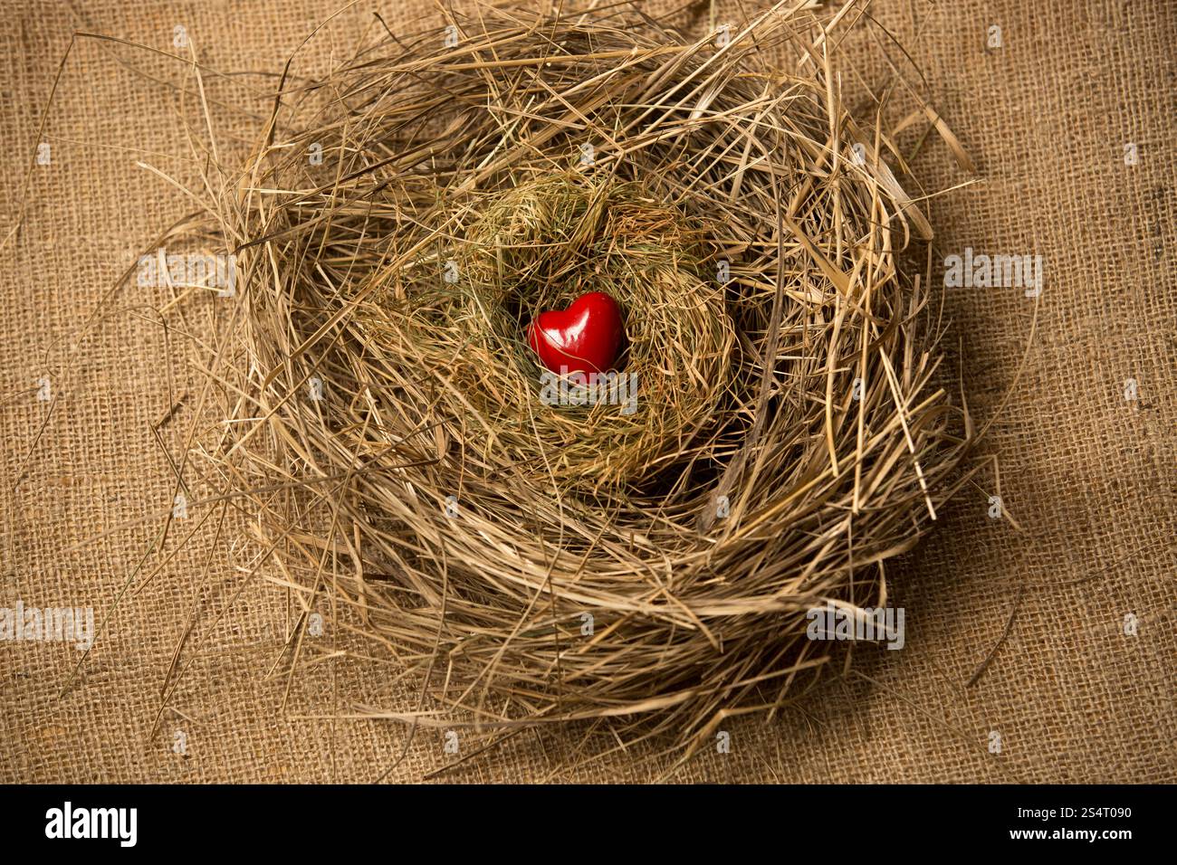 Small birds in nest hi-res stock photography and images - Alamy