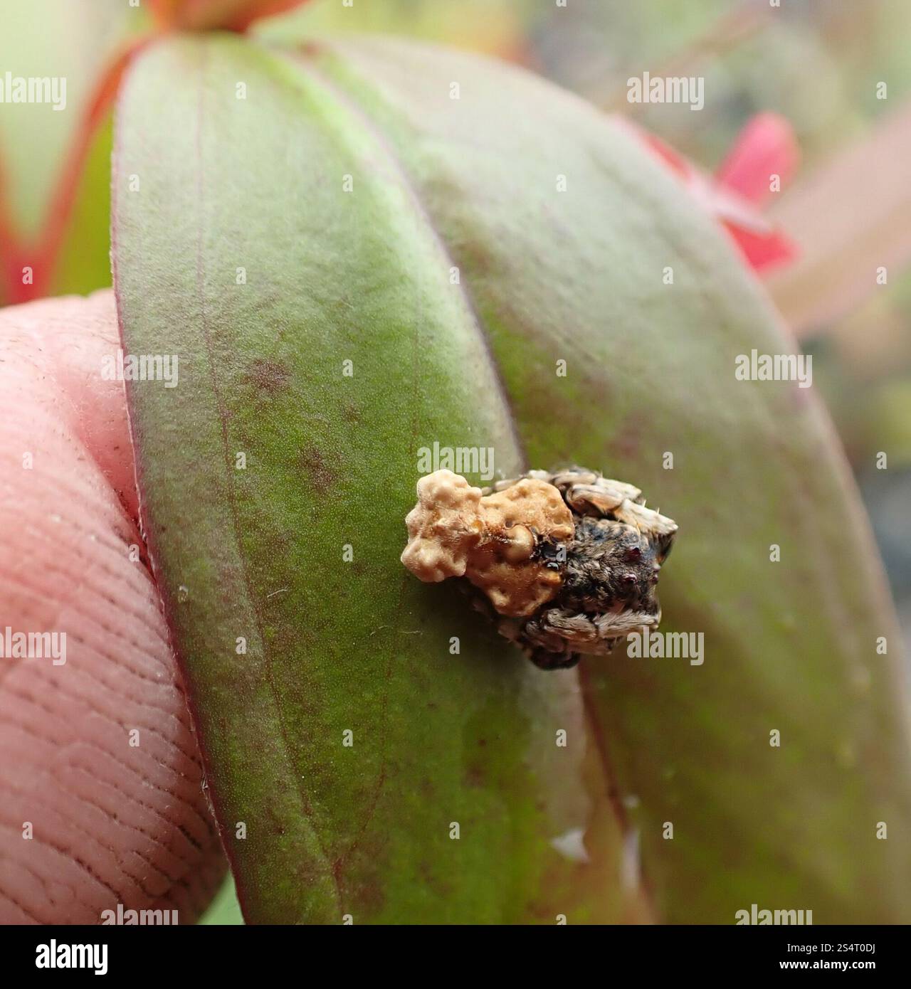 High-headed Arkys (Arkys alticephala Stock Photo - Alamy