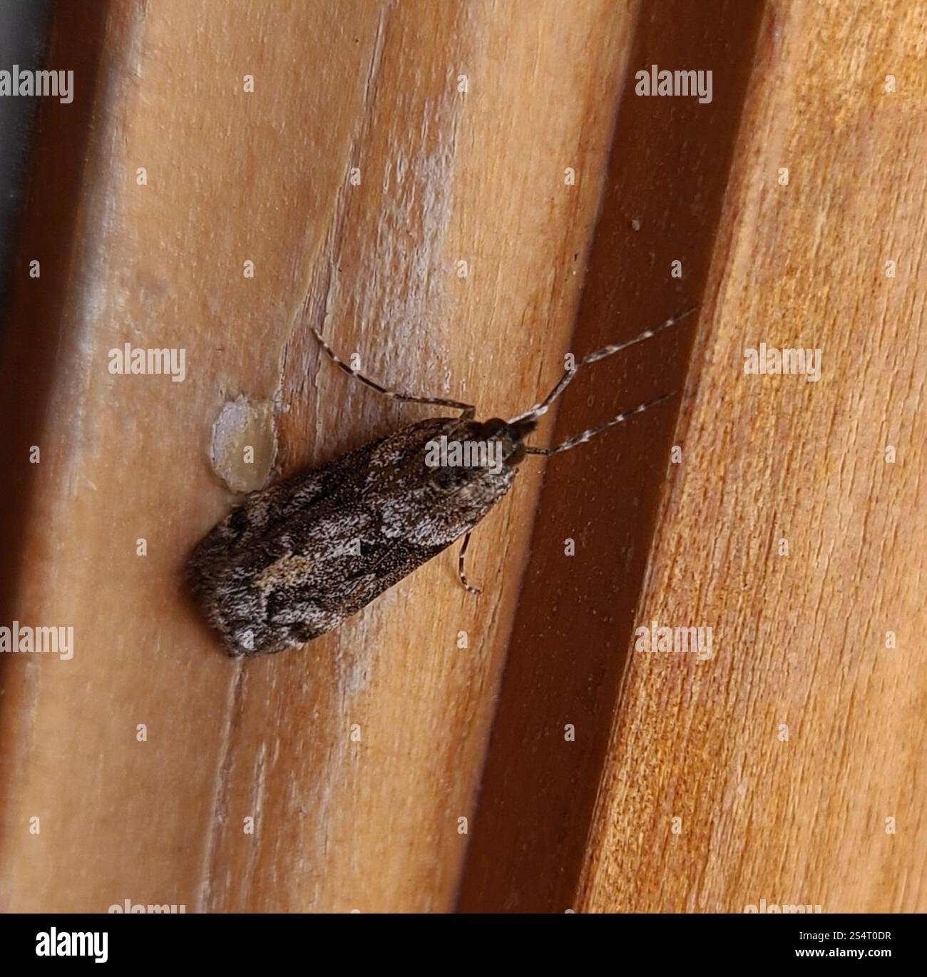 Sod webworm (Eudonia submarginalis Stock Photo - Alamy