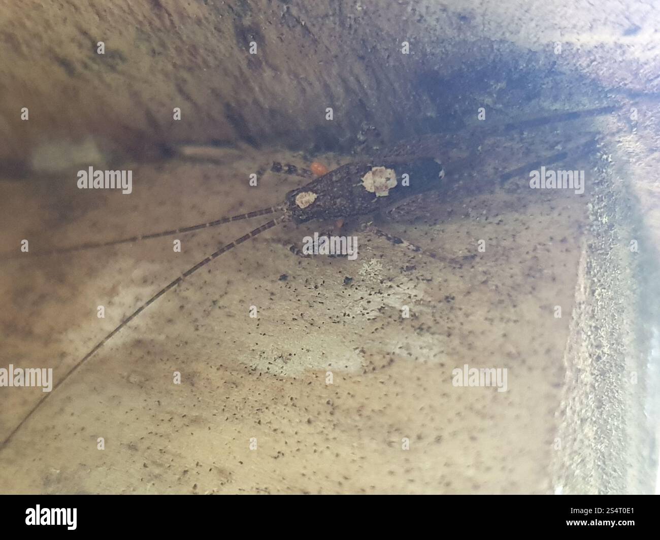 Camel Crickets, Cave Crickets, and Cave Wēta (Rhaphidophoridae Stock ...