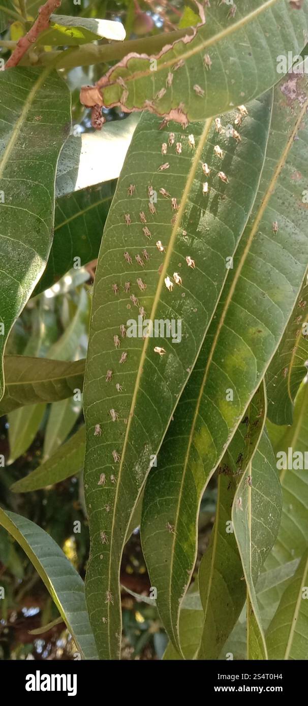 Idioscopus clypealis hi-res stock photography and images - Alamy