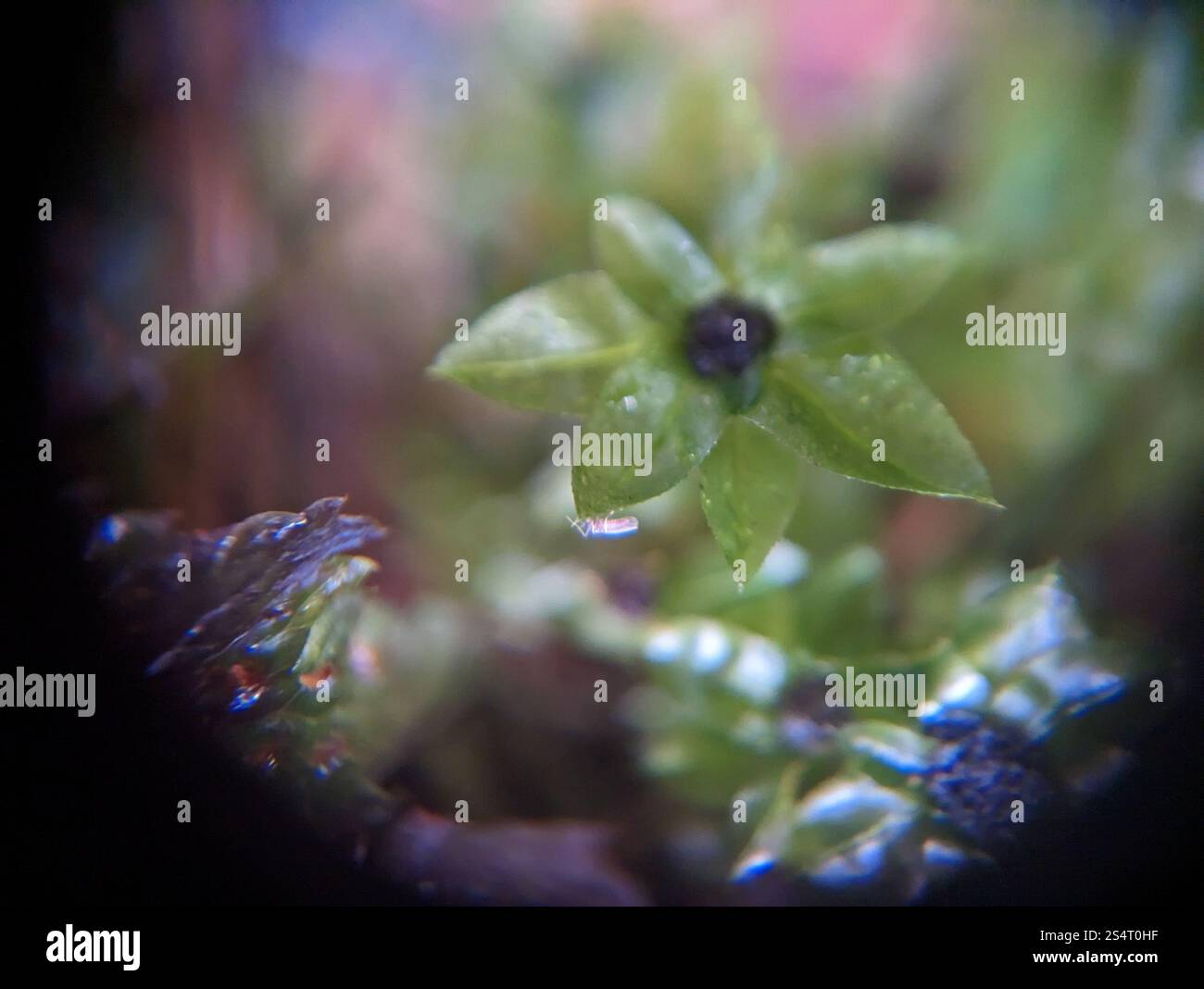 Badge Moss (Plagiomnium insigne Stock Photo - Alamy