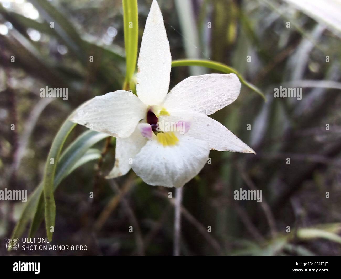 Winika (Dendrobium cunninghamii Stock Photo - Alamy