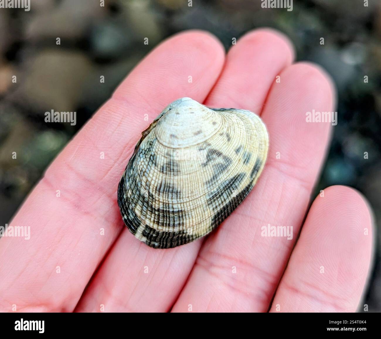 Japanese Littleneck (Ruditapes philippinarum Stock Photo - Alamy