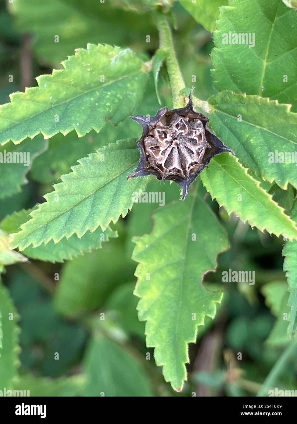 Common Fanpetals (Sida ulmifolia Stock Photo - Alamy