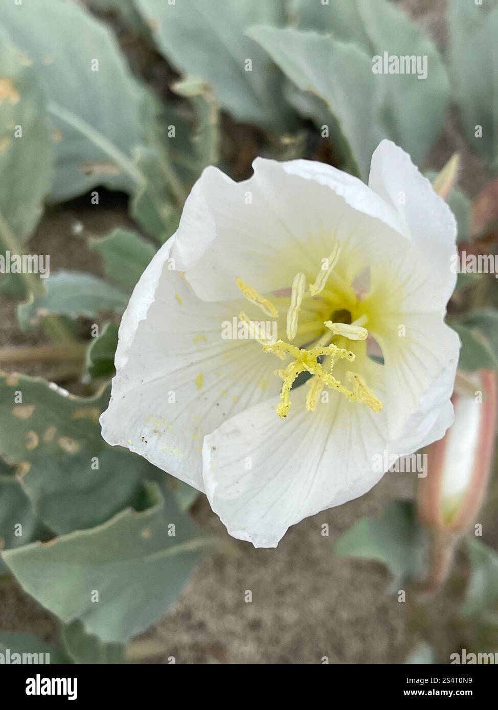 Annual Evening Primrose (Oenothera deltoides deltoides Stock Photo - Alamy