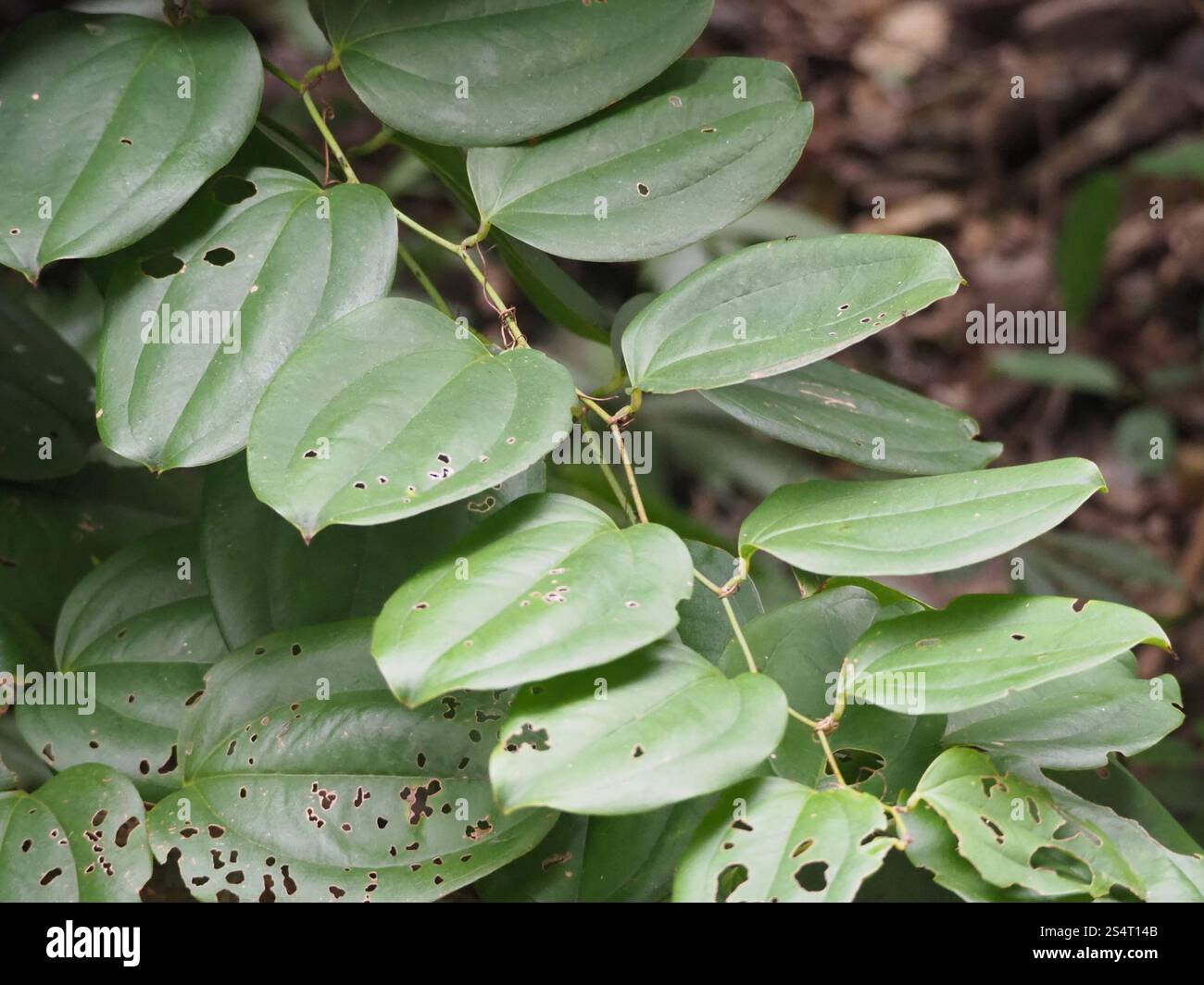 Bearded Smilax (Smilax bracteata Stock Photo - Alamy