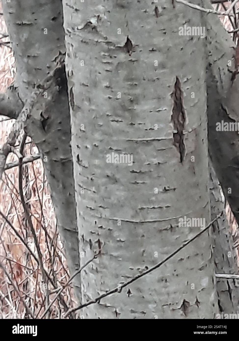 Rusty Willow (Salix atrocinerea Stock Photo - Alamy