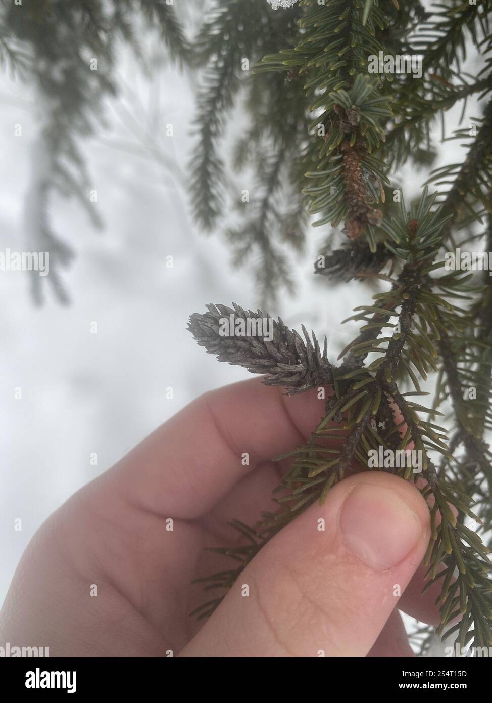 Pineus hi-res stock photography and images - Alamy