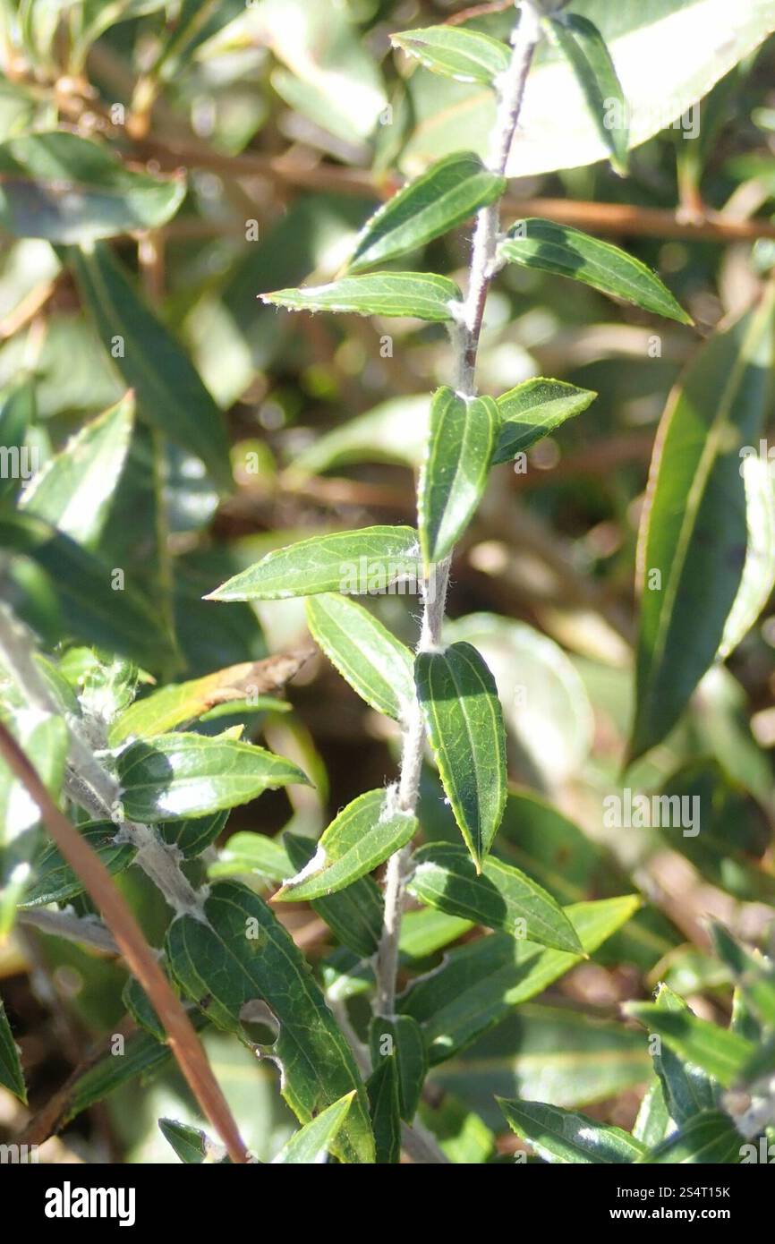 Bushman Tea (Athrixia phylicoides Stock Photo - Alamy