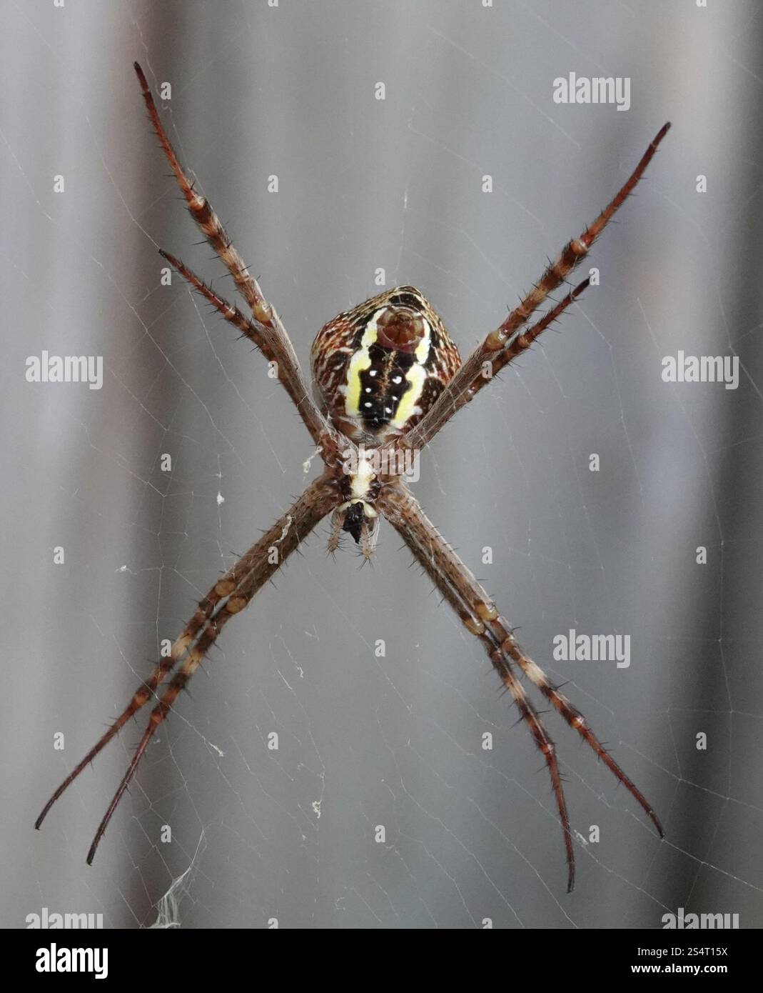 Saint Andrew's Cross Spider (Argiope keyserlingi Stock Photo - Alamy