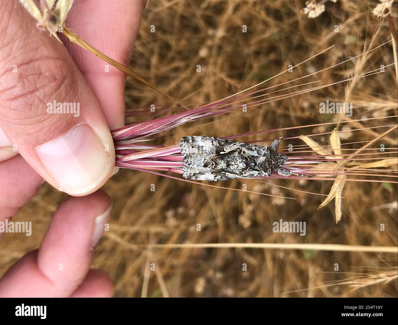 Alfalfa Looper (Autographa californica Stock Photo - Alamy