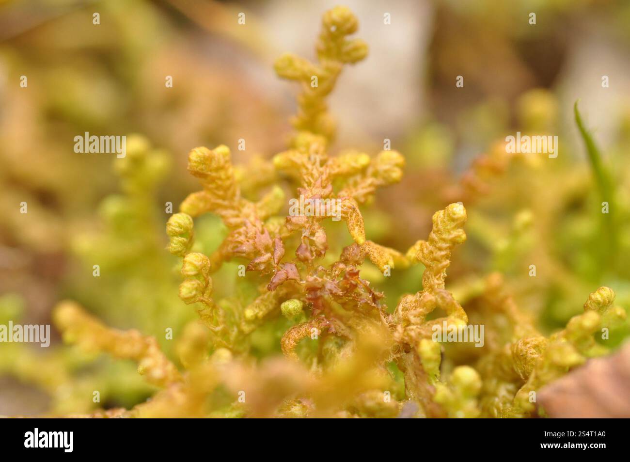 Northern Naugehyde Liverwort (Ptilidium ciliare Stock Photo - Alamy