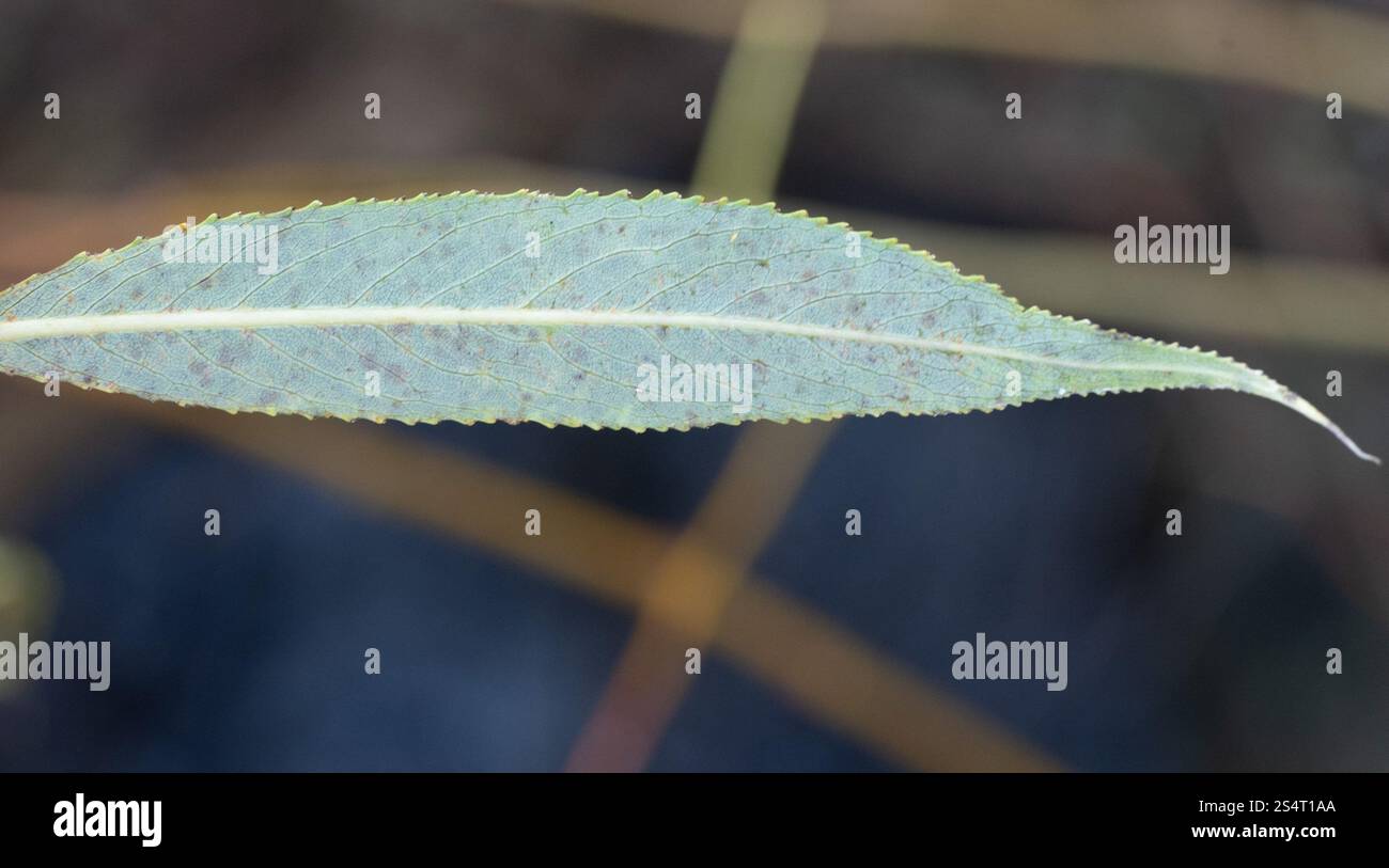 hybrid crack willow (Salix × fragilis Stock Photo - Alamy