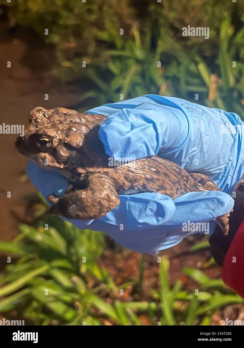Western Toad (Anaxyrus boreas Stock Photo - Alamy