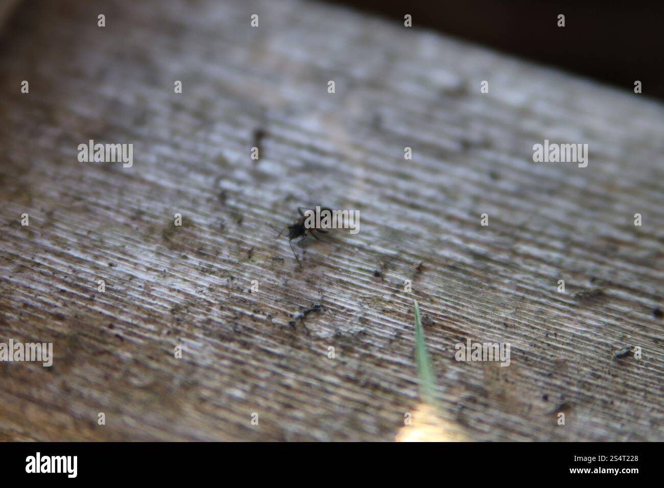 bright-spotted groundbug (Rhyparochromus vulgaris Stock Photo - Alamy