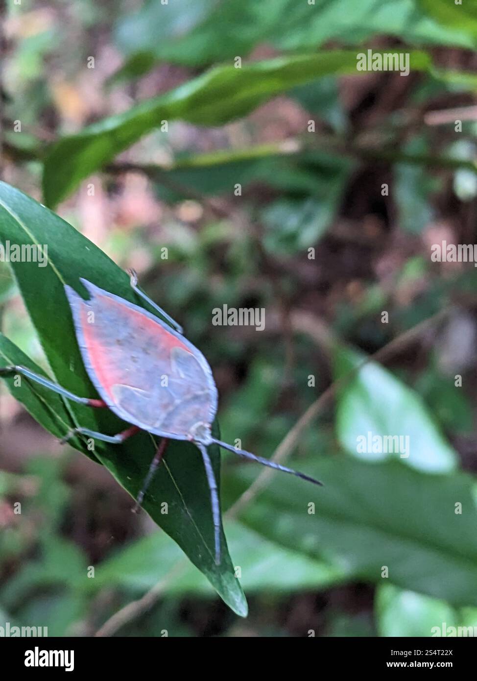 Lychee Stink Bug (Lyramorpha rosea Stock Photo - Alamy