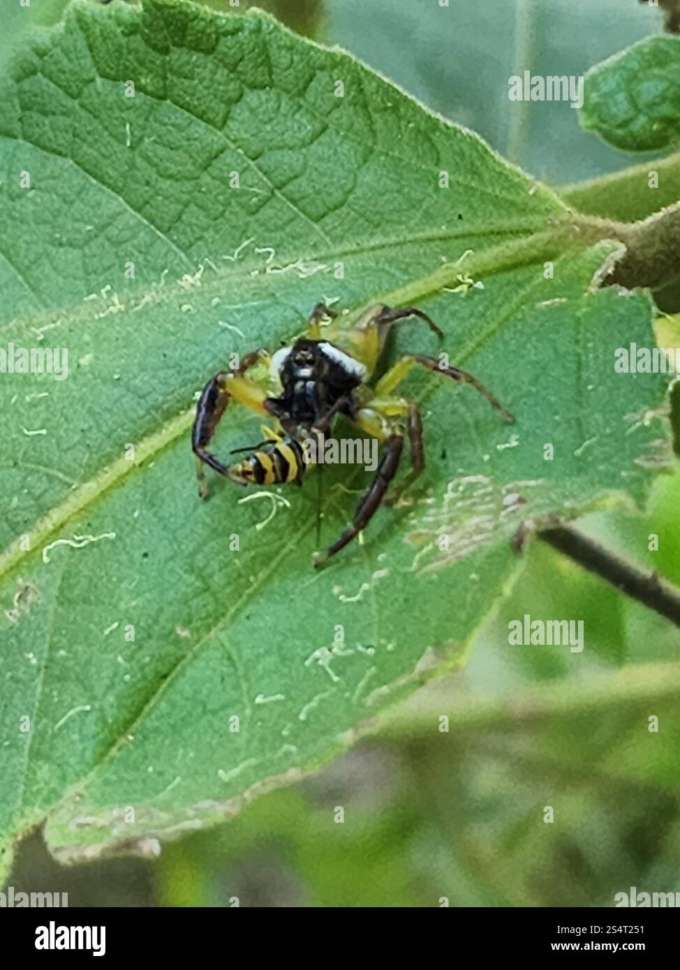 Green Jumping Spider (Mopsus mormon Stock Photo - Alamy