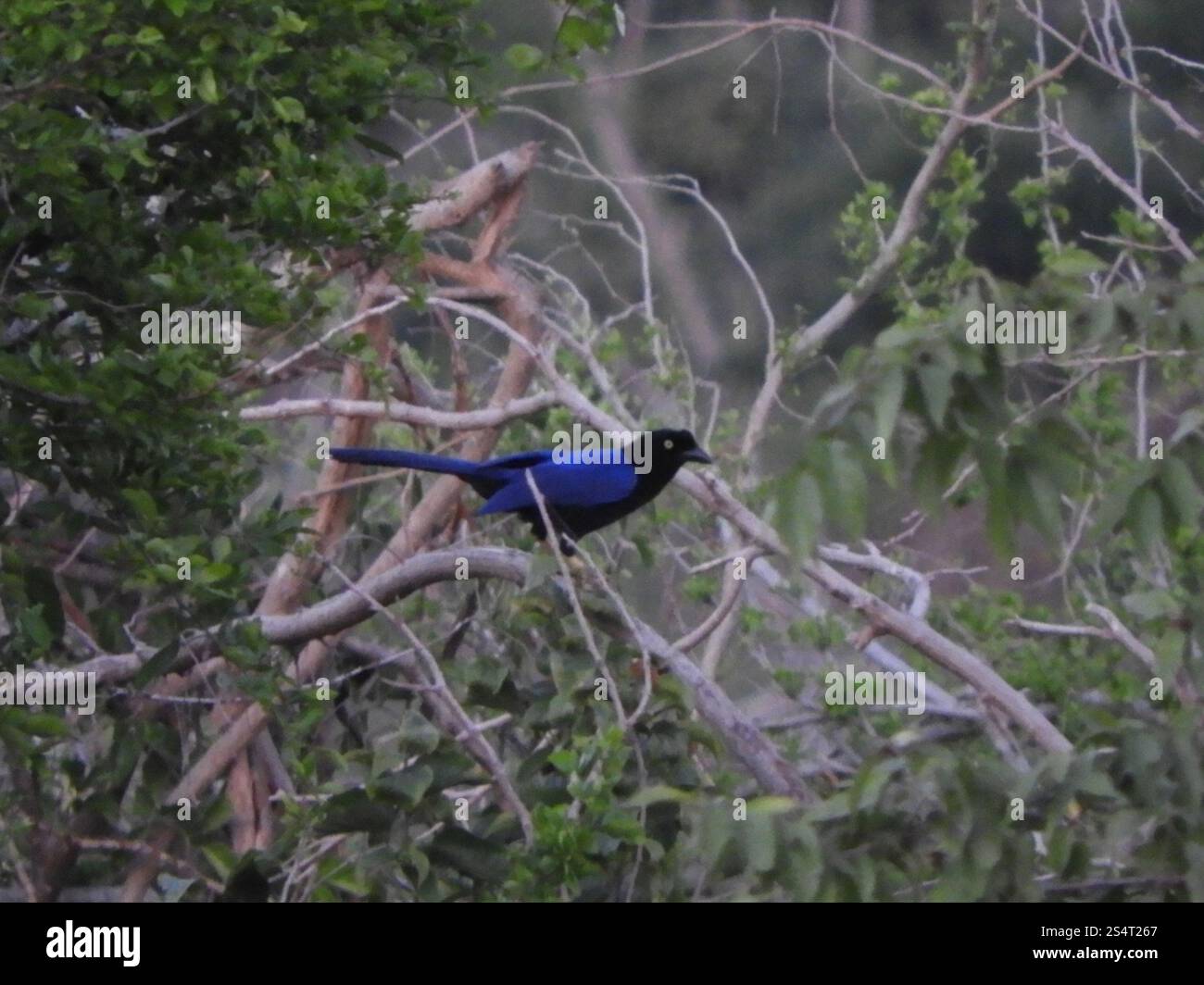 Purplish-backed Jay (Cyanocorax beecheii Stock Photo - Alamy