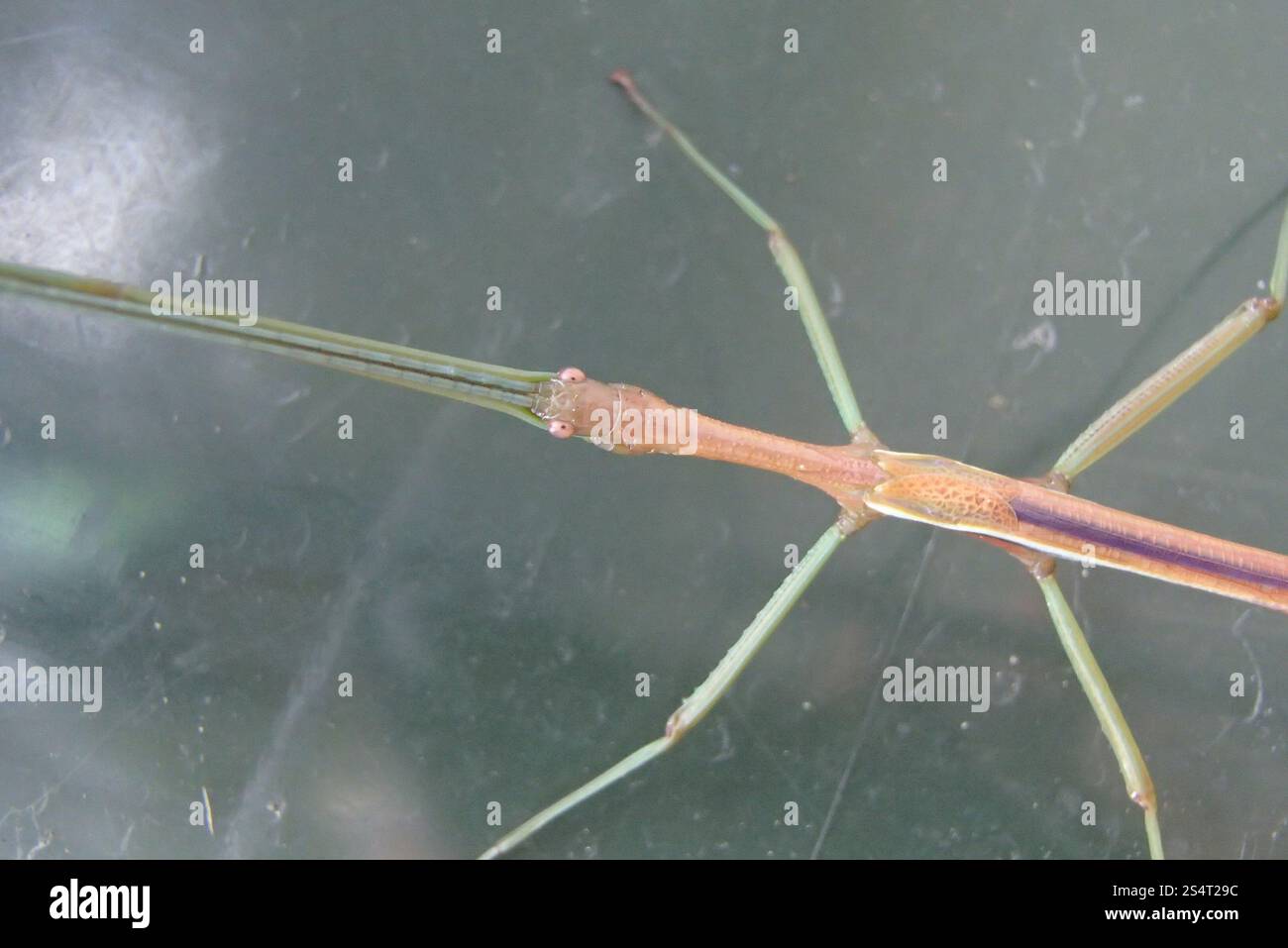 Spur Legged Phasmid (Didymuria violescens Stock Photo - Alamy
