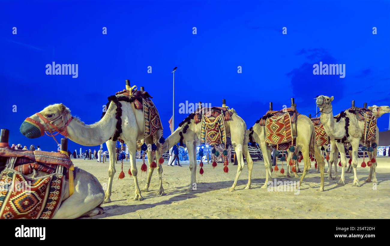 Desert safari camel ride festival in Abqaiq Dammam Saudi Arabia ...
