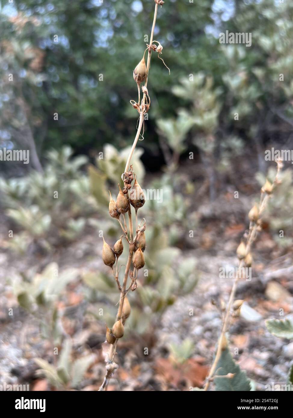 scarlet bugler (Penstemon centranthifolius Stock Photo - Alamy