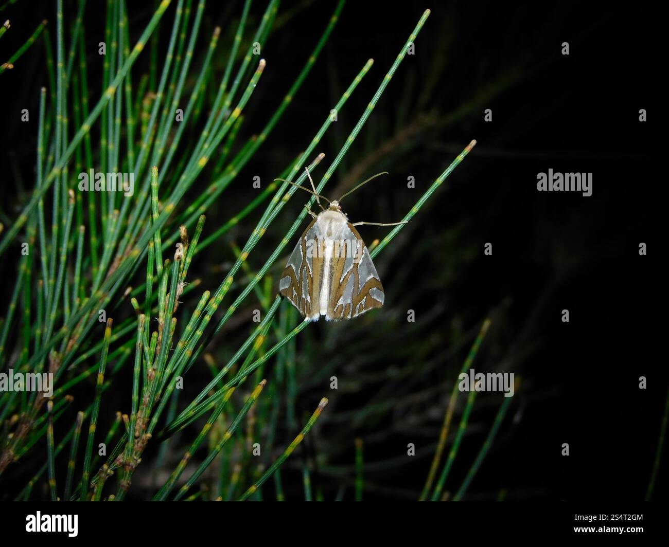 Mitre Satin Moth (Thalaina inscripta Stock Photo - Alamy