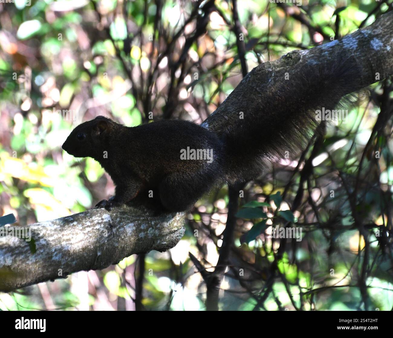 Pallas' Squirrel (Callosciurus erythraeus Stock Photo - Alamy
