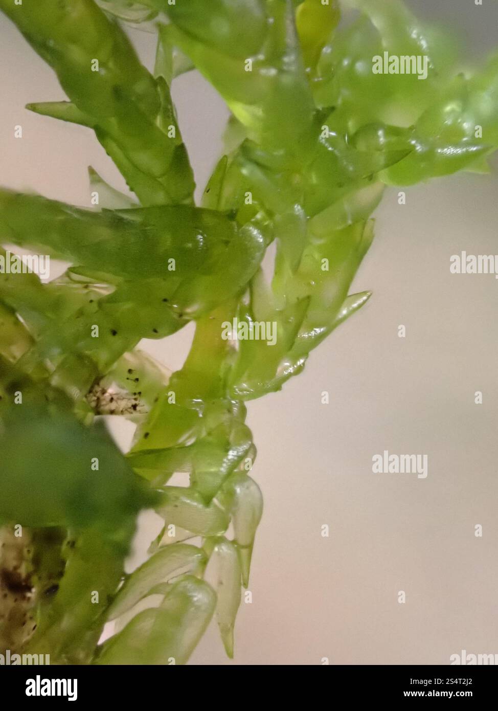 Cow-horn Bog-moss (Sphagnum denticulatum Stock Photo - Alamy