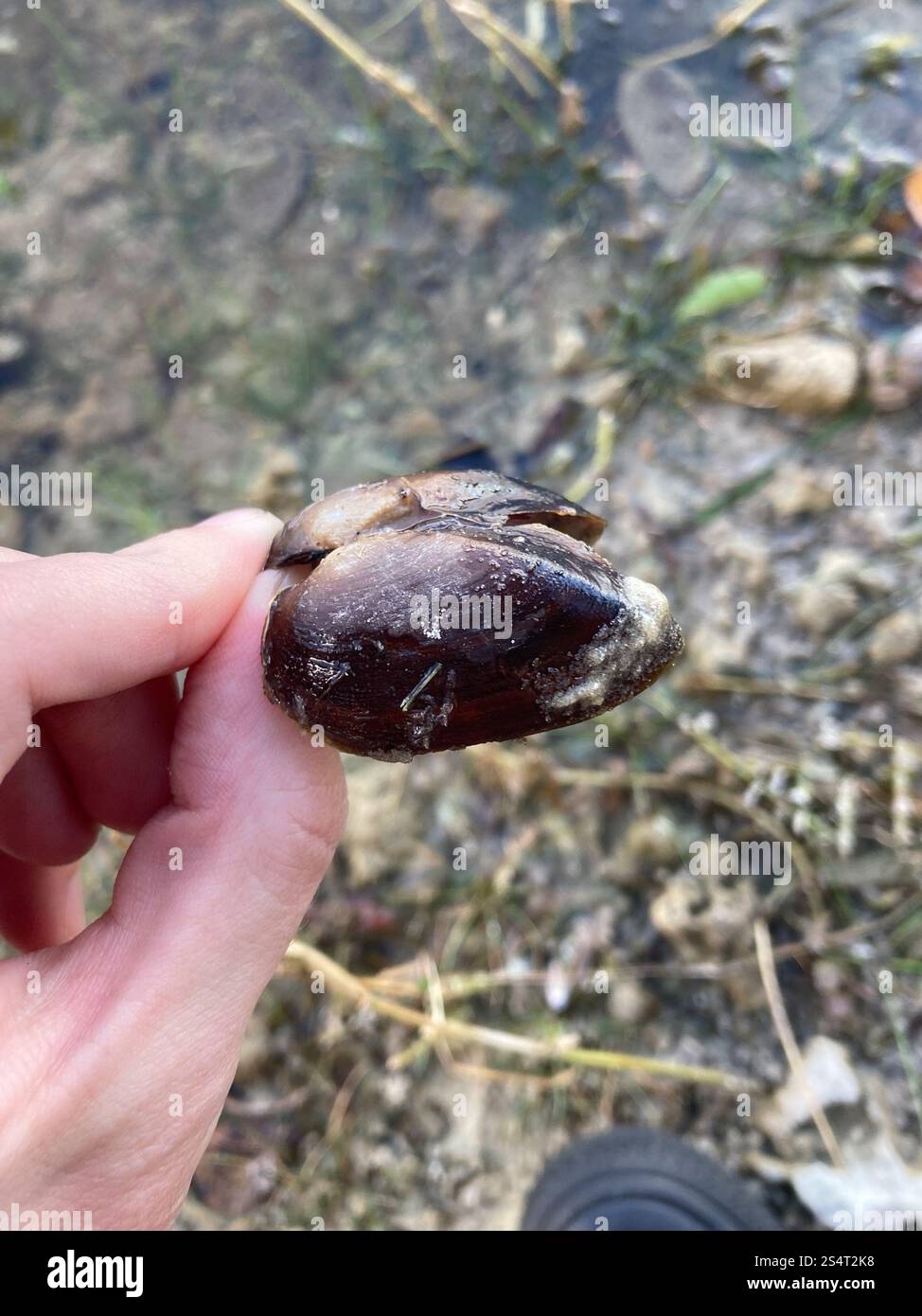 Florida Spike (Elliptio jayensis Stock Photo - Alamy