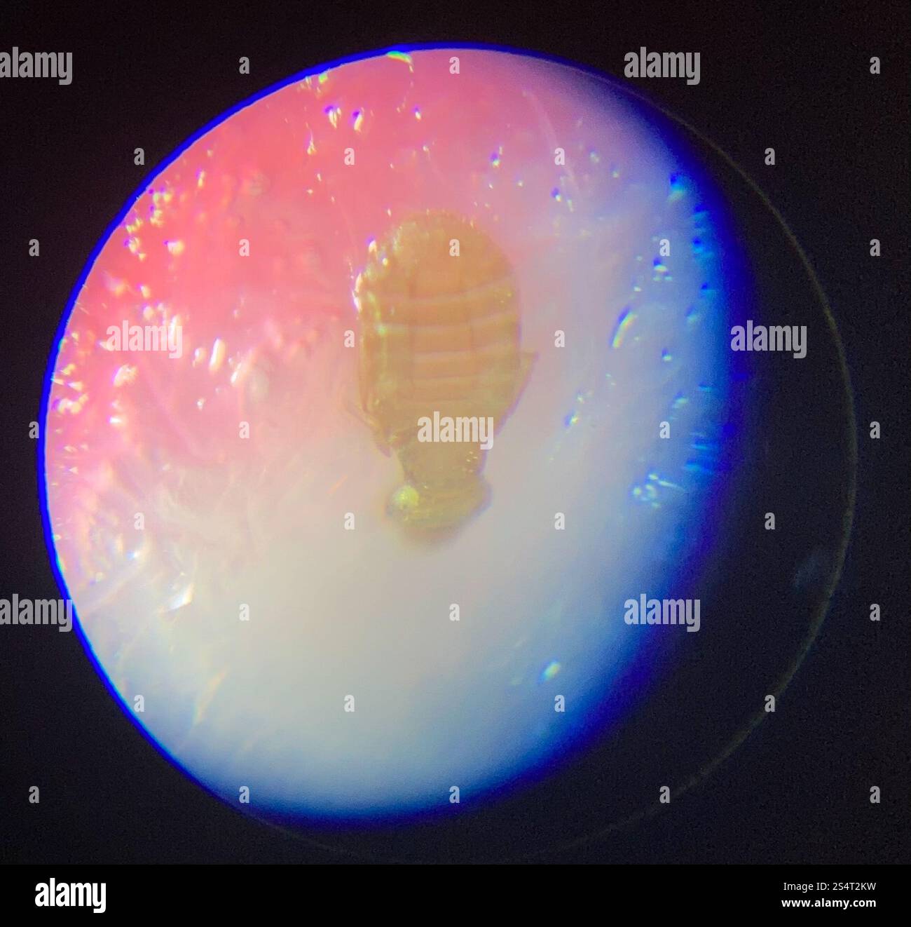 Domestic Booklice (Liposcelis Stock Photo - Alamy