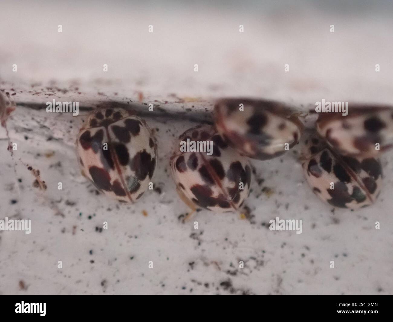 Western Fairy Lady Beetle (Psyllobora borealis Stock Photo - Alamy