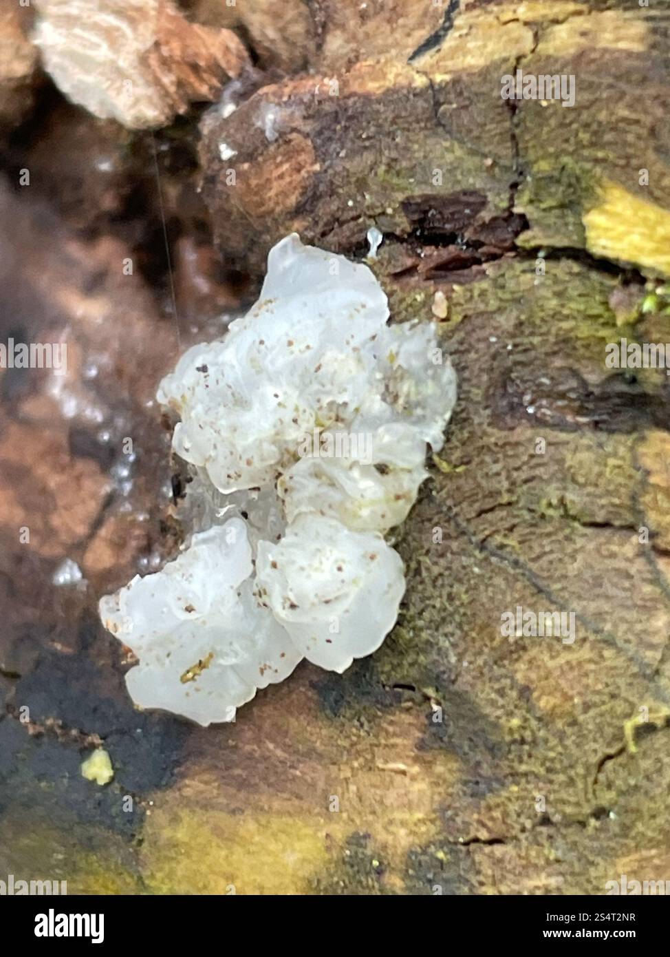 Crystal Brain Fungus (Myxarium nucleatum Stock Photo - Alamy