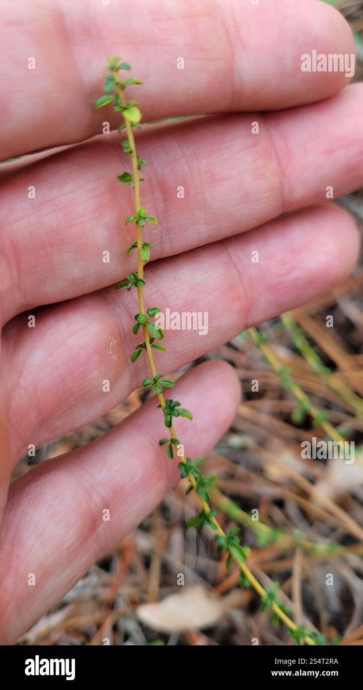 Littleleaf Buckbrush (Ceanothus microphyllus Stock Photo - Alamy
