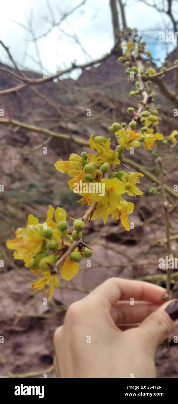 palo brea (Parkinsonia praecox Stock Photo - Alamy