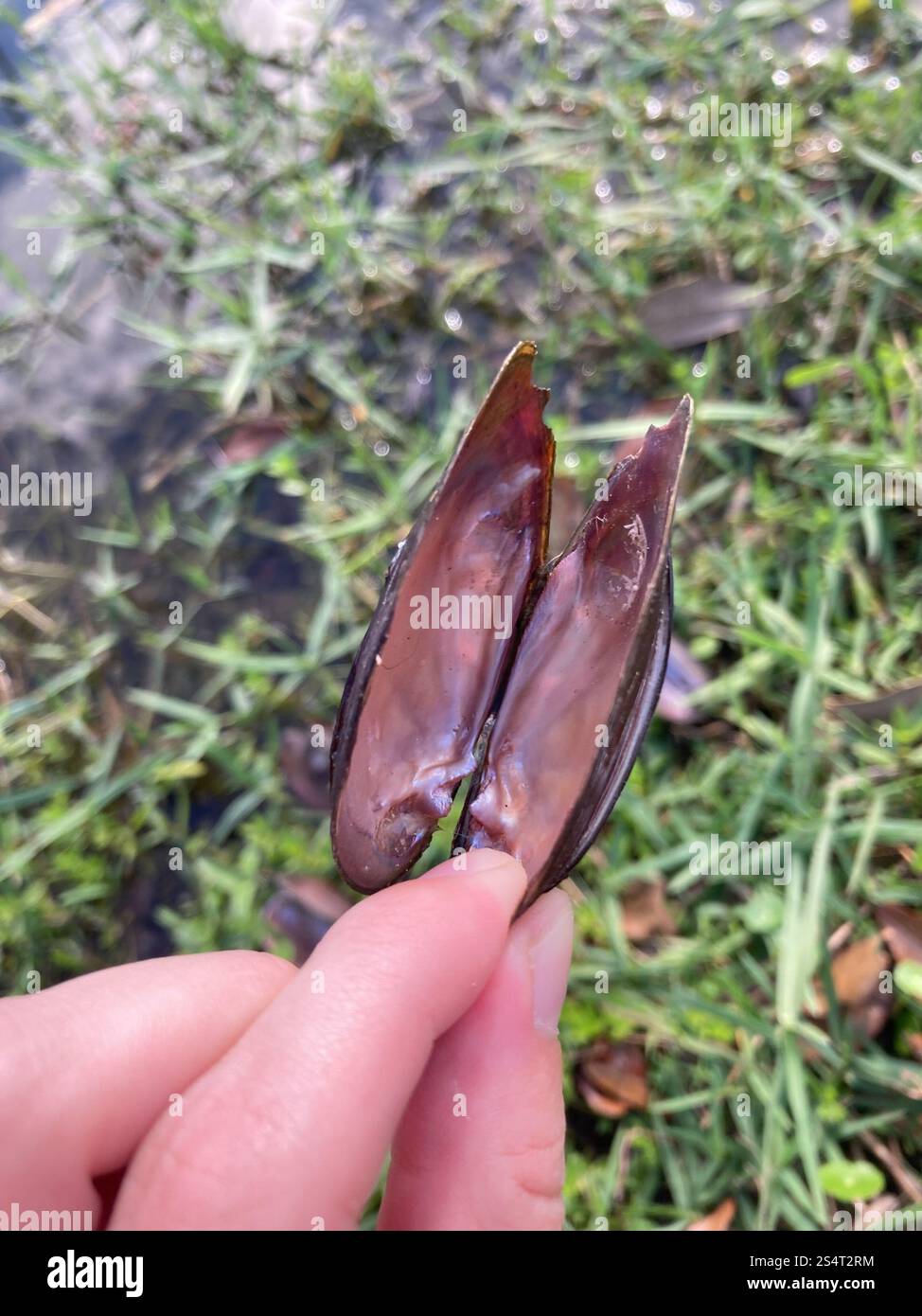 Florida Spike (Elliptio jayensis Stock Photo - Alamy