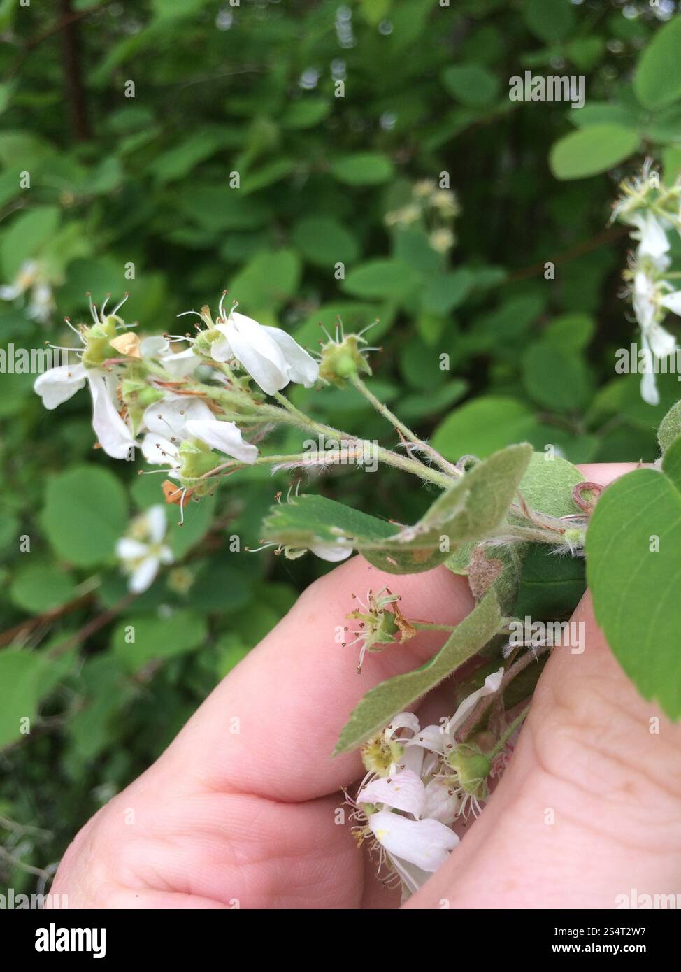 roundleaf shadbush (Amelanchier sanguinea Stock Photo - Alamy