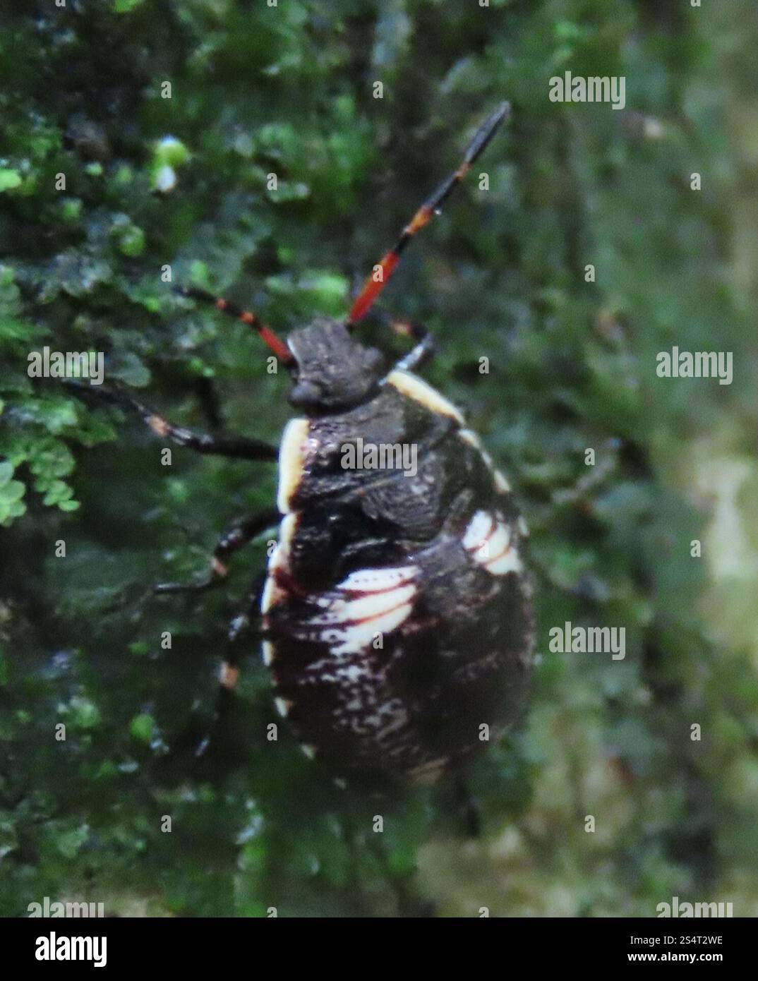 Brown soldier bug (Cermatulus nasalis Stock Photo - Alamy