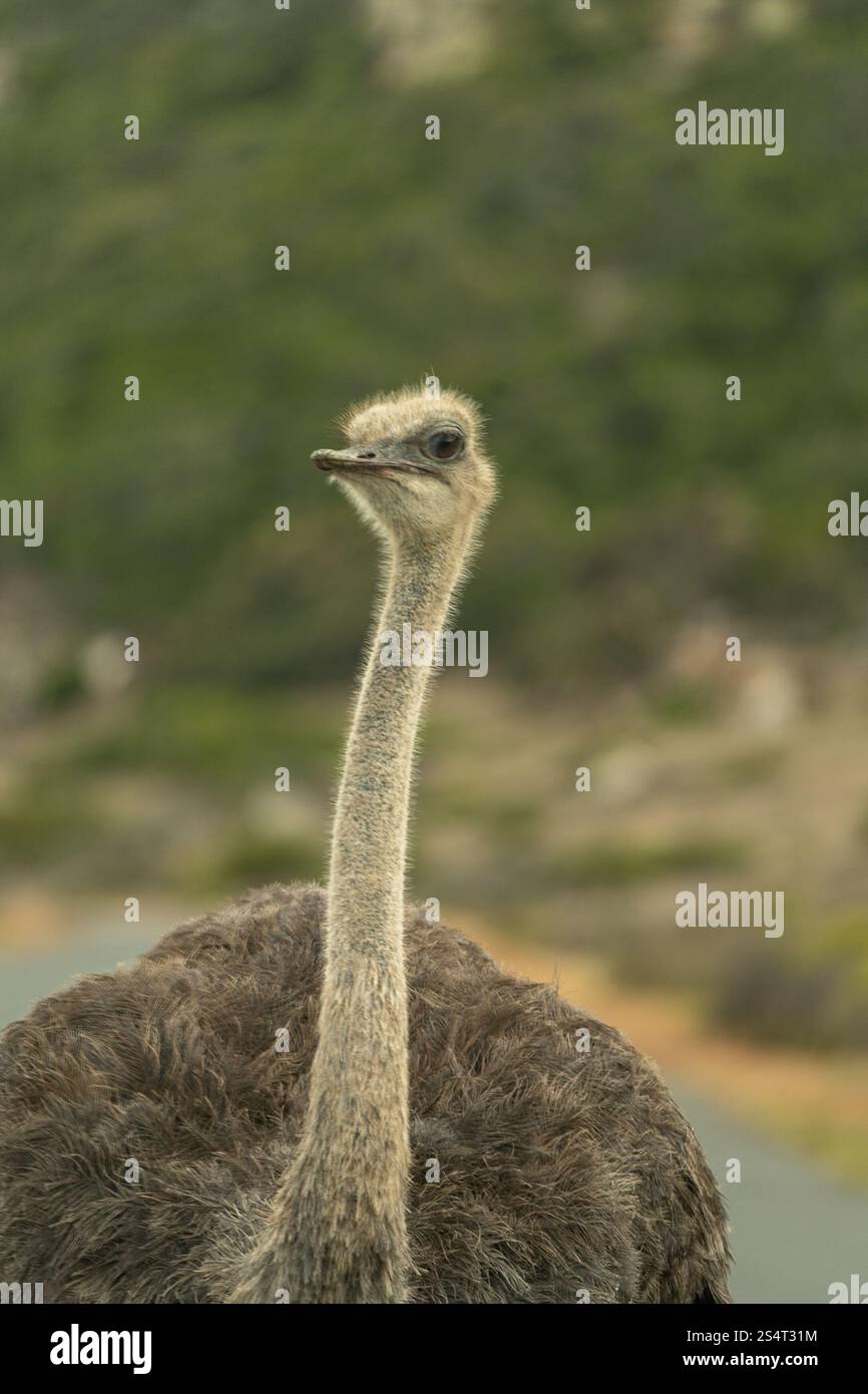 Common Ostrich (Struthio camelus Stock Photo - Alamy
