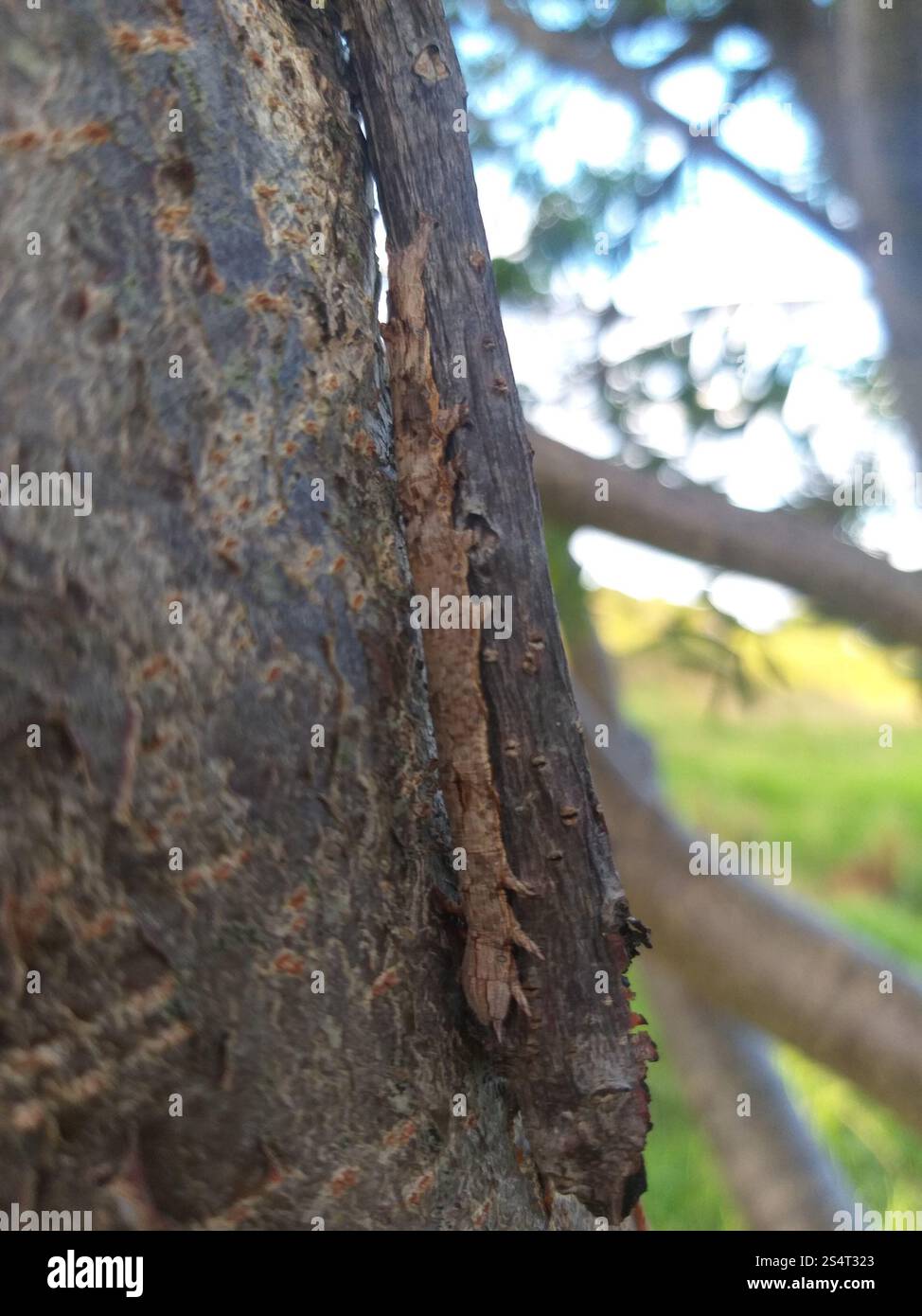 Echo Moth (Achaea echo Stock Photo - Alamy