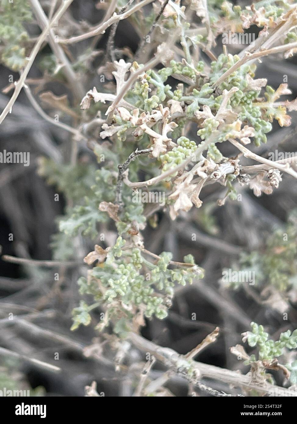 Burrobush (Ambrosia dumosa Stock Photo - Alamy